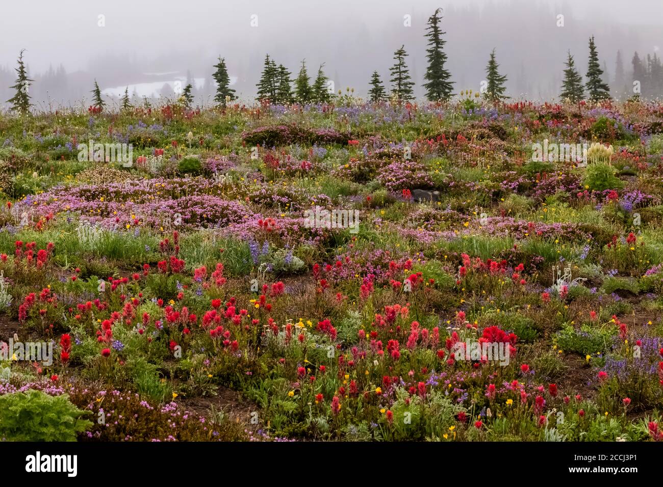 Subalpine wildflower meadow along the Snowgrass Trail in Goat Rocks ...