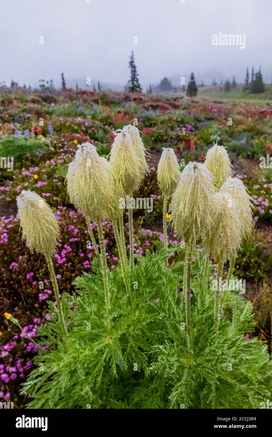 Towhead Baby, Anemone occidentalis, aka Western Pasqueflower, seed ...