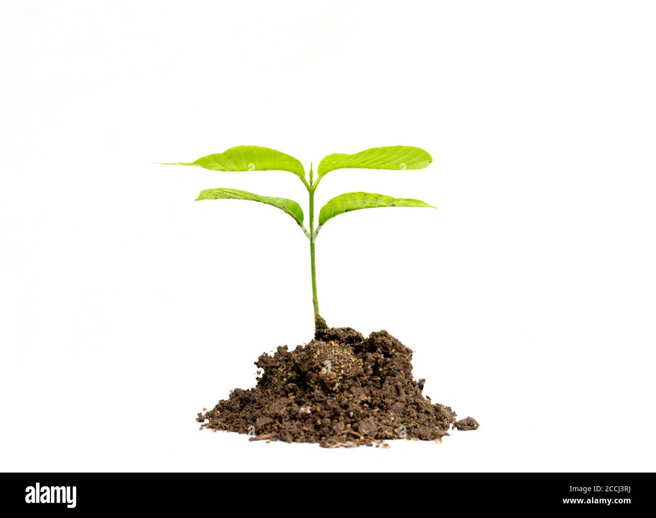 top view of young sprout growing in soil , isolated on white Stock ...