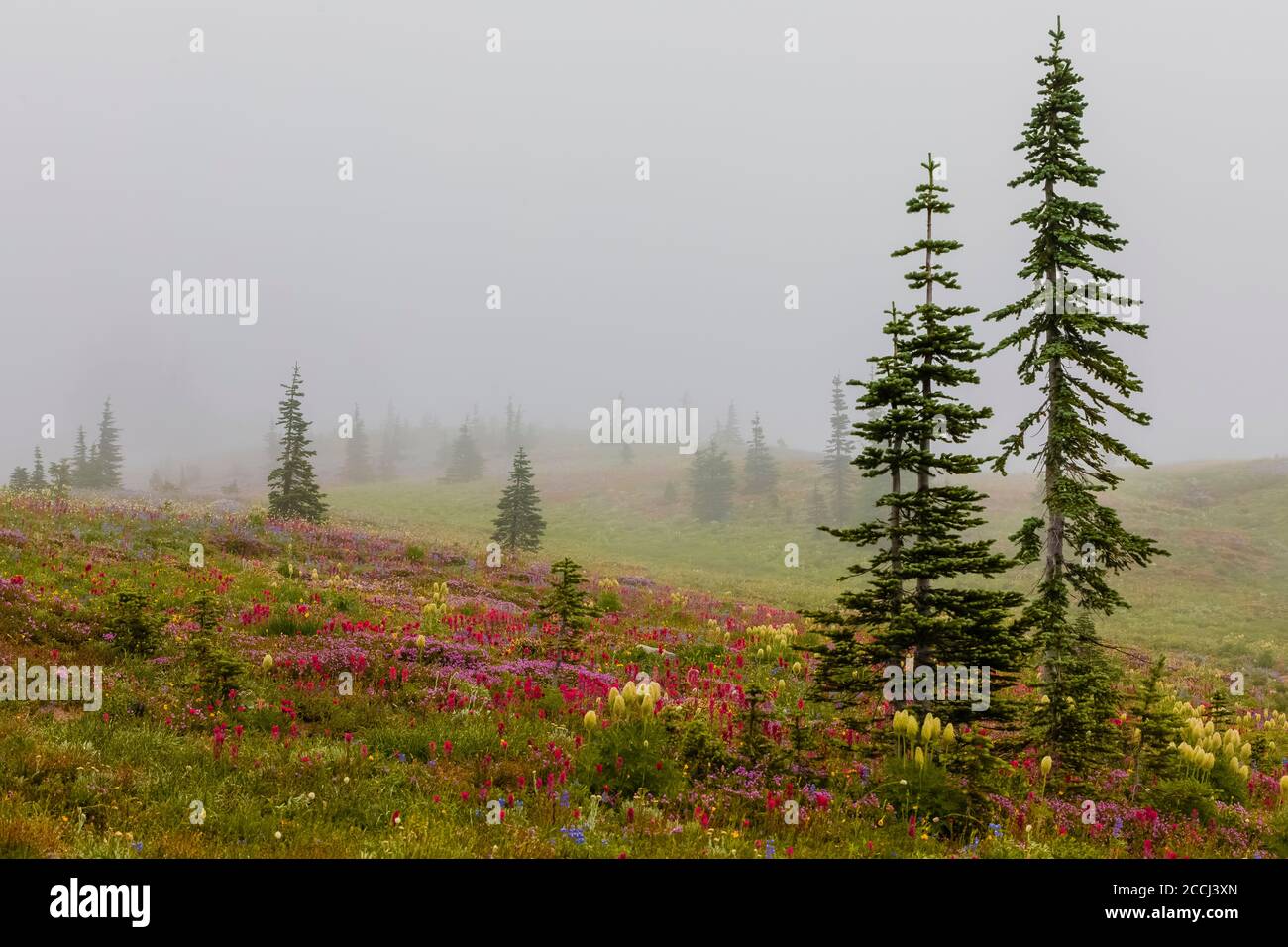Subalpine wildflower meadow along the Snowgrass Trail in Goat Rocks ...