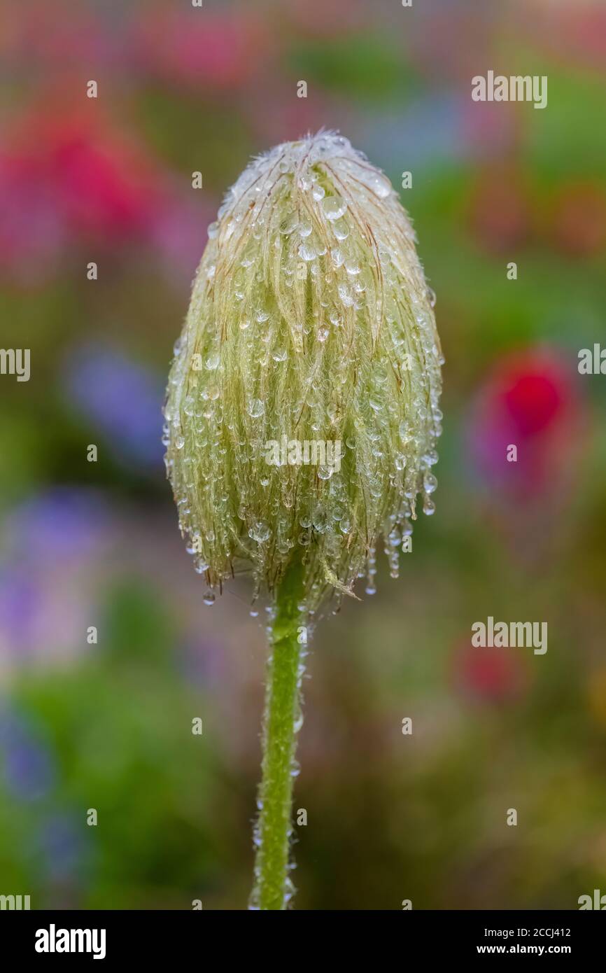 Towhead baby hi-res stock photography and images - Alamy