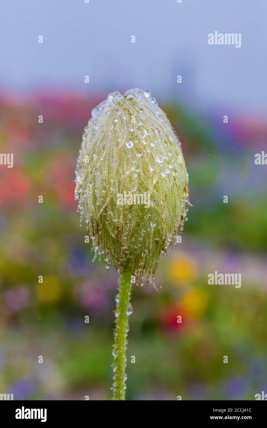 Towhead Baby, Anemone occidentalis, aka Western Pasqueflower, seed head ...