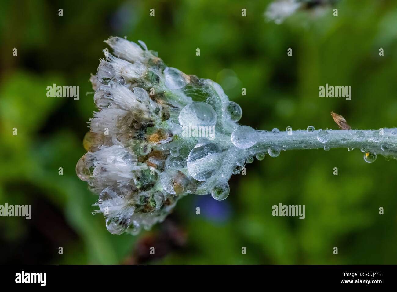 Pussytoes, Antennaria spp., in the rain in the Goat Rocks Wilderness ...