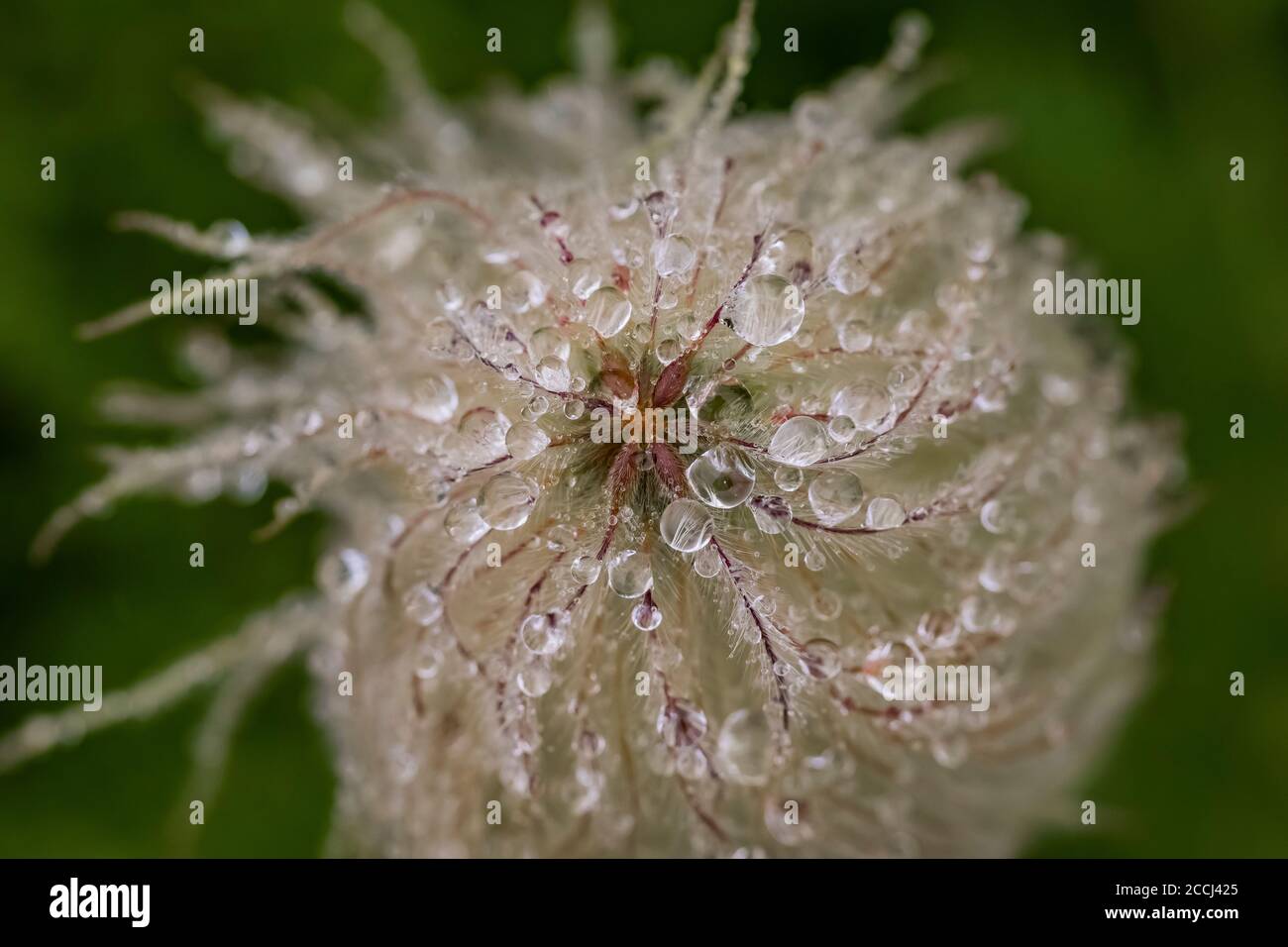 Towhead Baby, Anemone occidentalis, seed heads after a rainstorm along ...