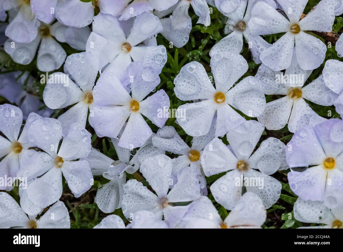 Spreading Phlox, Phlox diffusa, in the alpine among rocks along the ...