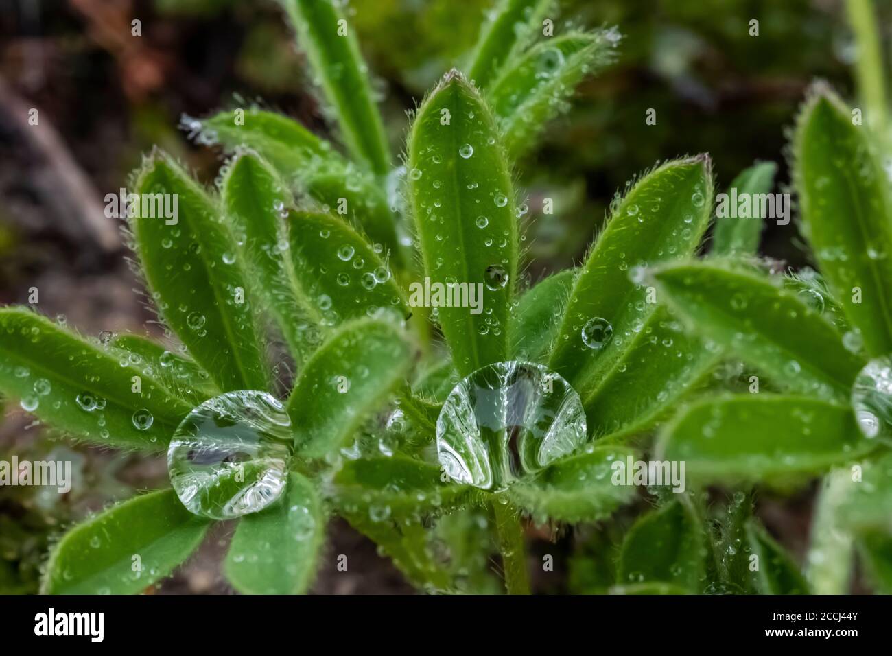 Broadleaf Lupine, Lupinus latifolius, with big water drops in the rain ...