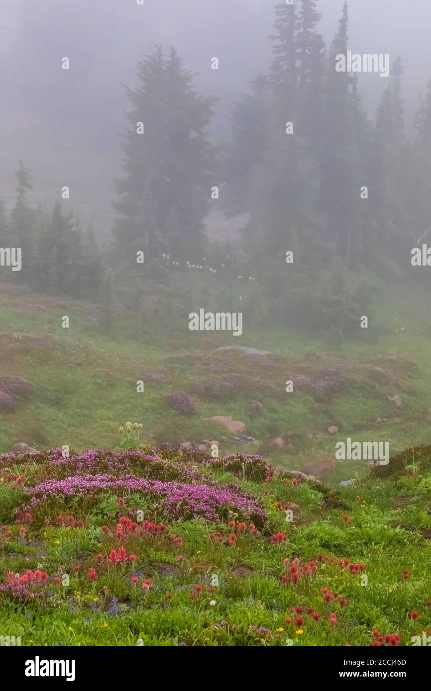Subalpine wildflower meadow in the fog along the Pacific Crest Trail in ...