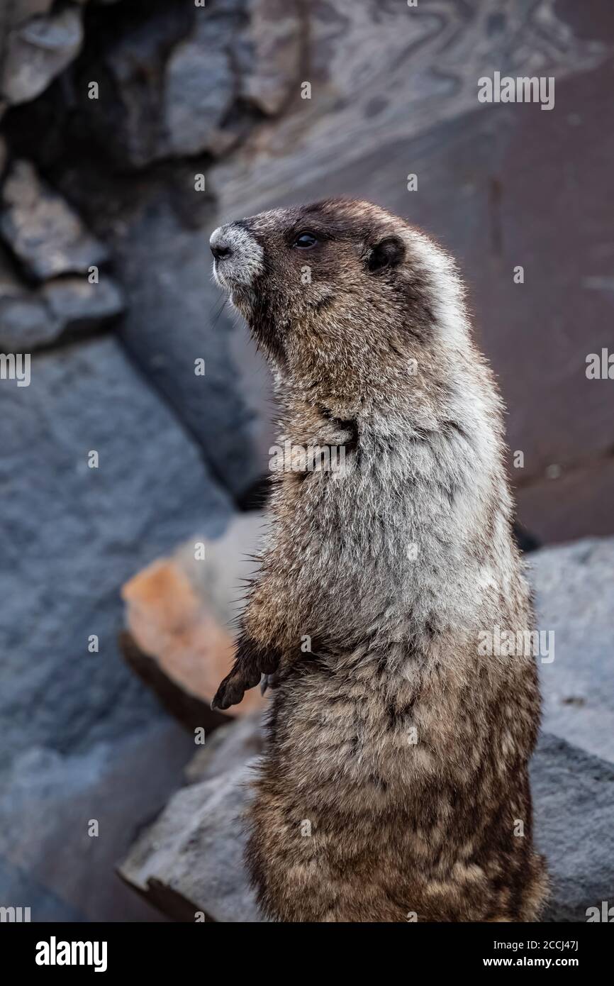 Hoary Marmot, Marmota caligata, near its den along the Pacific Crest ...