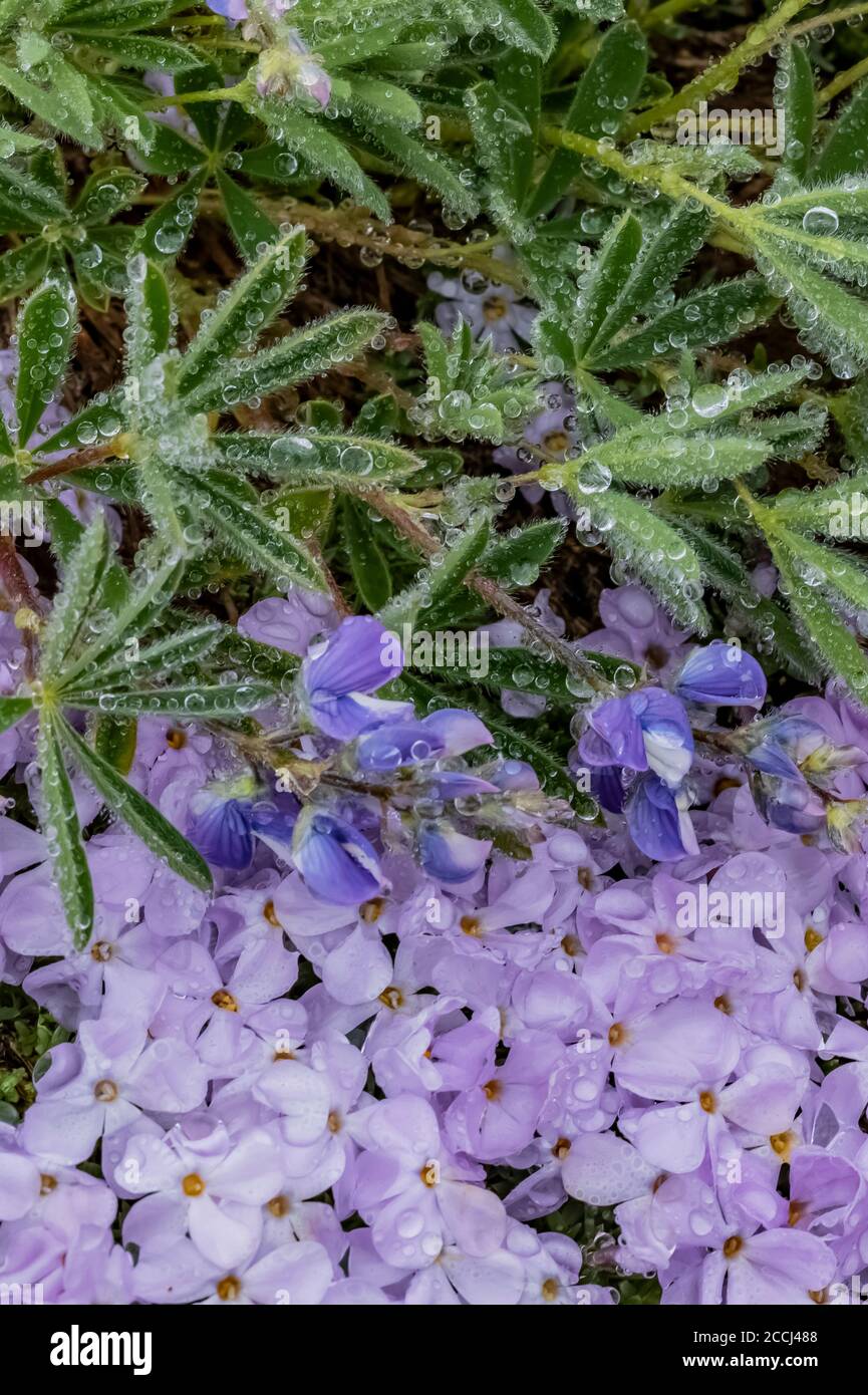 Spreading Phlox, Phlox diffusa, and Broadleaf Lupine, Lupinus ...