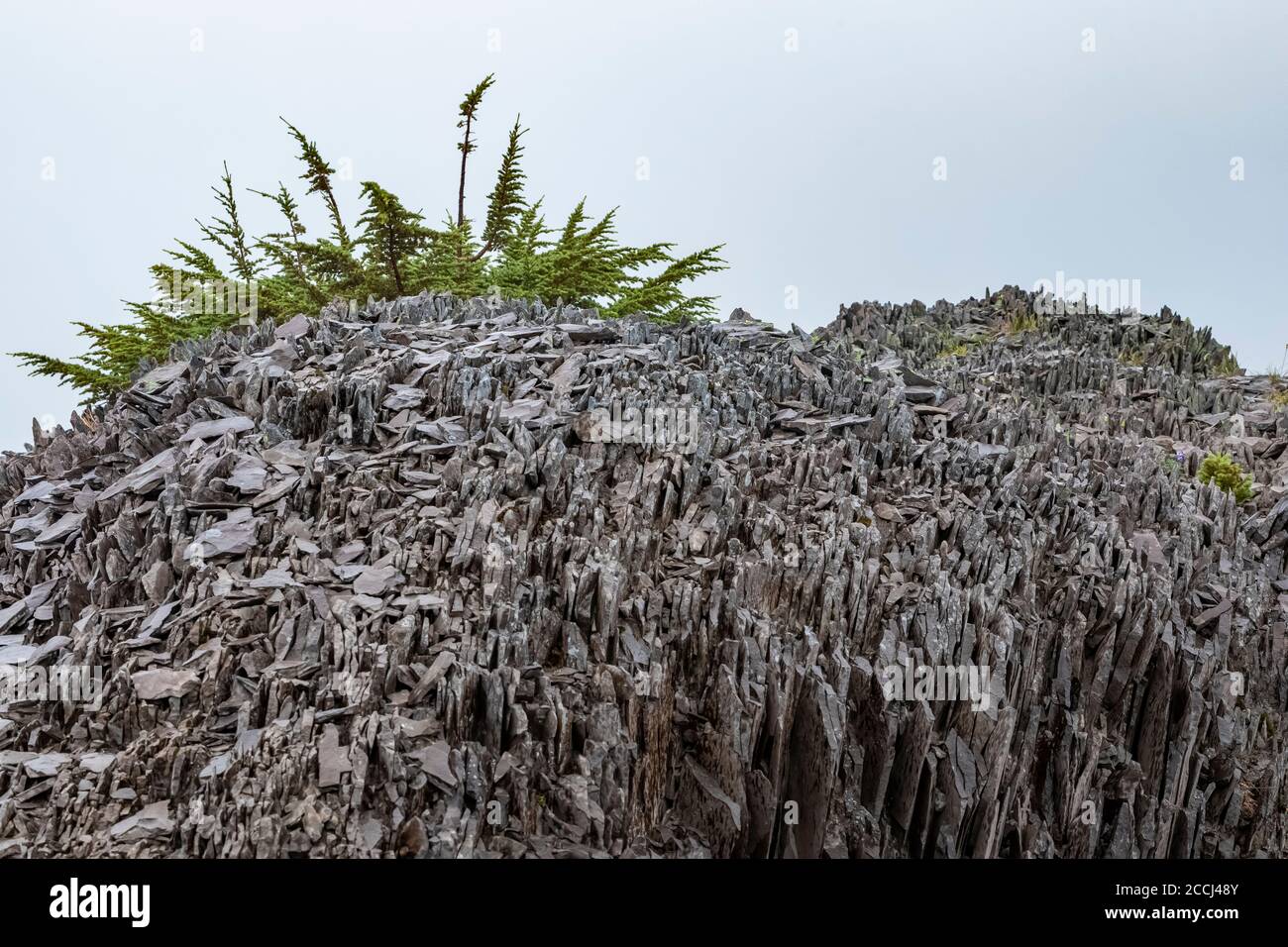 Stunted conifer tree atop rocks shattered by frost along the Pacific ...