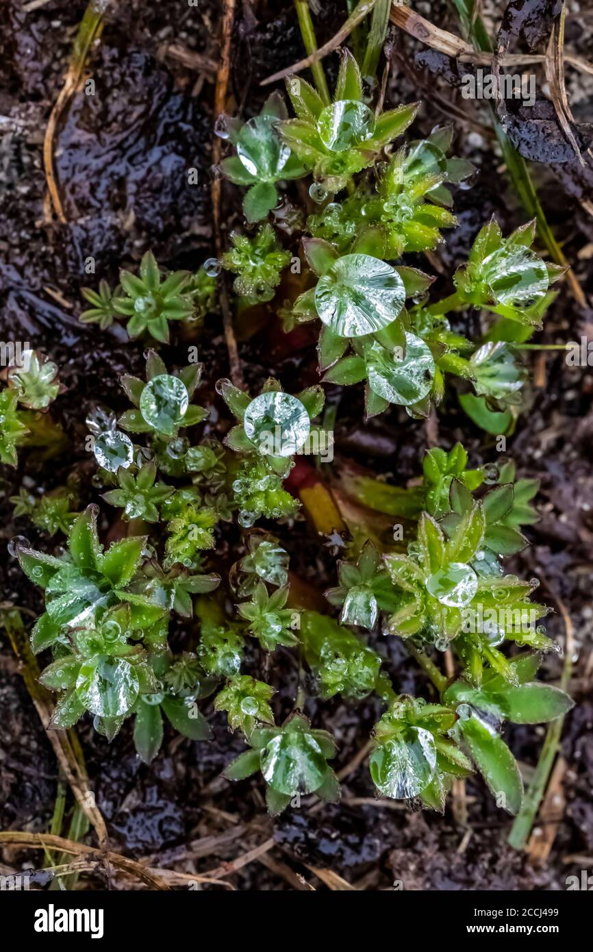 Broadleaf Lupine, Lupinus latifolius, with big water drops in the rain ...