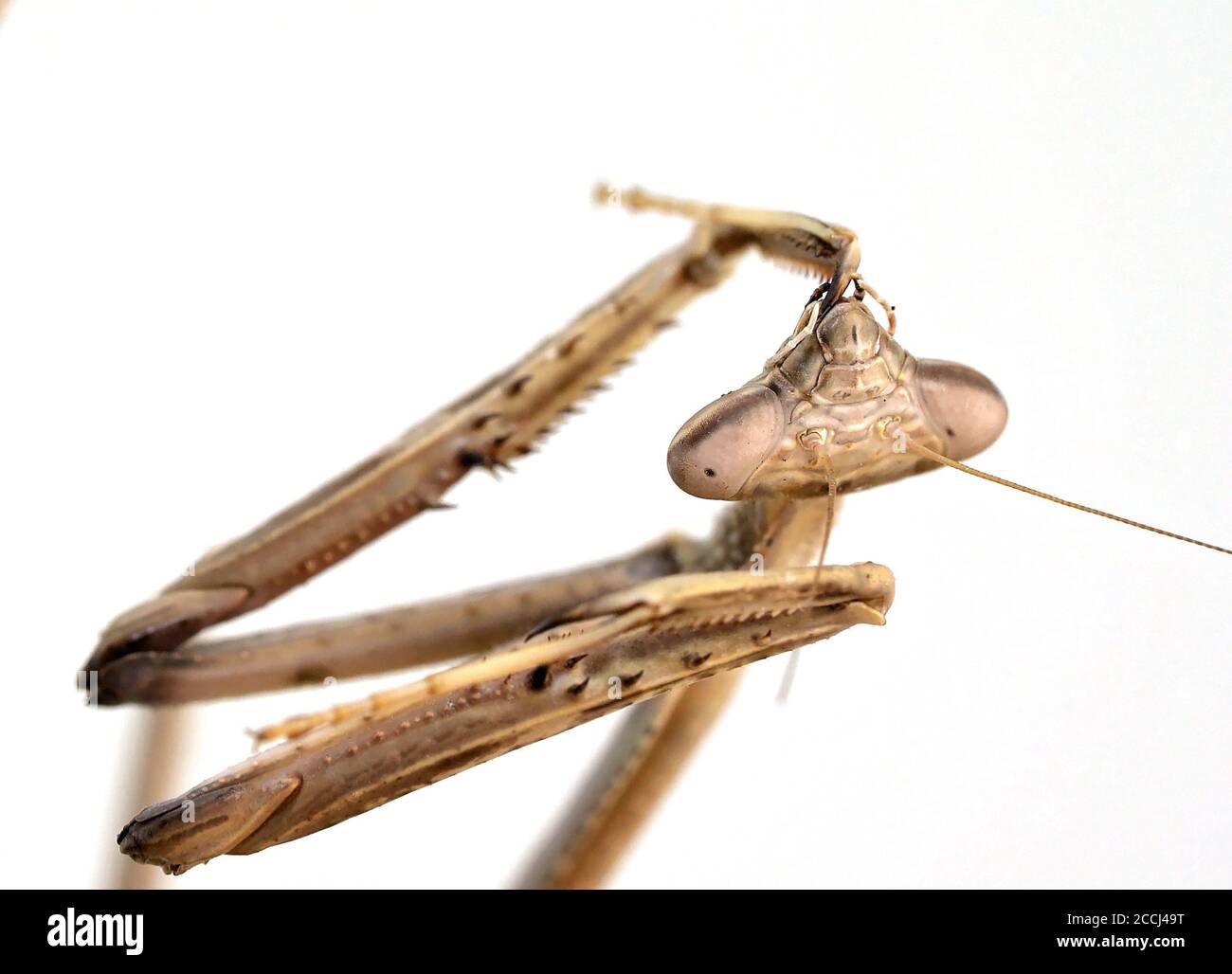 Close-up of a praying mantis licking its claw after eating an insect ...