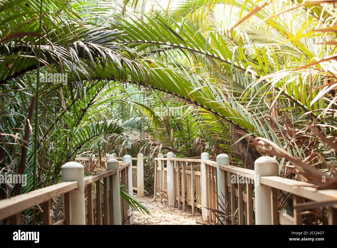 Empty rainforest hi-res stock photography and images - Alamy