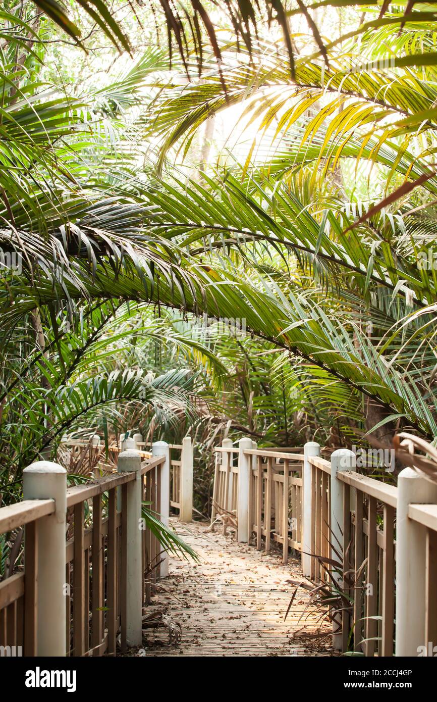 Empty rainforest hi-res stock photography and images - Alamy