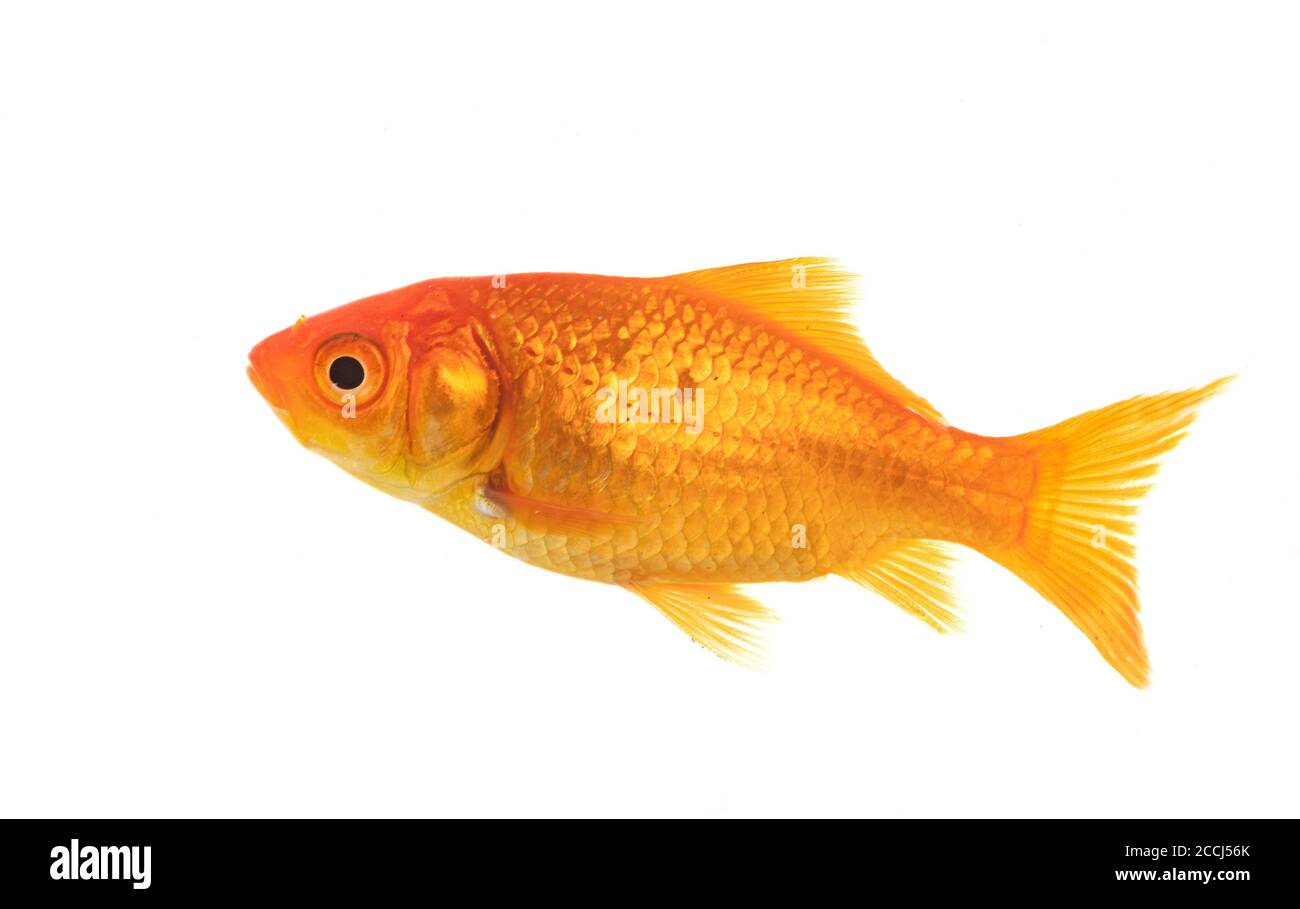 red goldfish in front of white background Stock Photo - Alamy