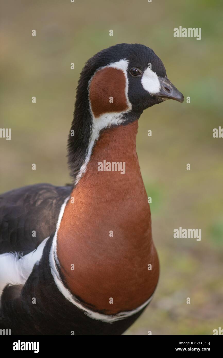 Red-breasted Goose (Branta ruficollis). Rust red, black and white Stock ...