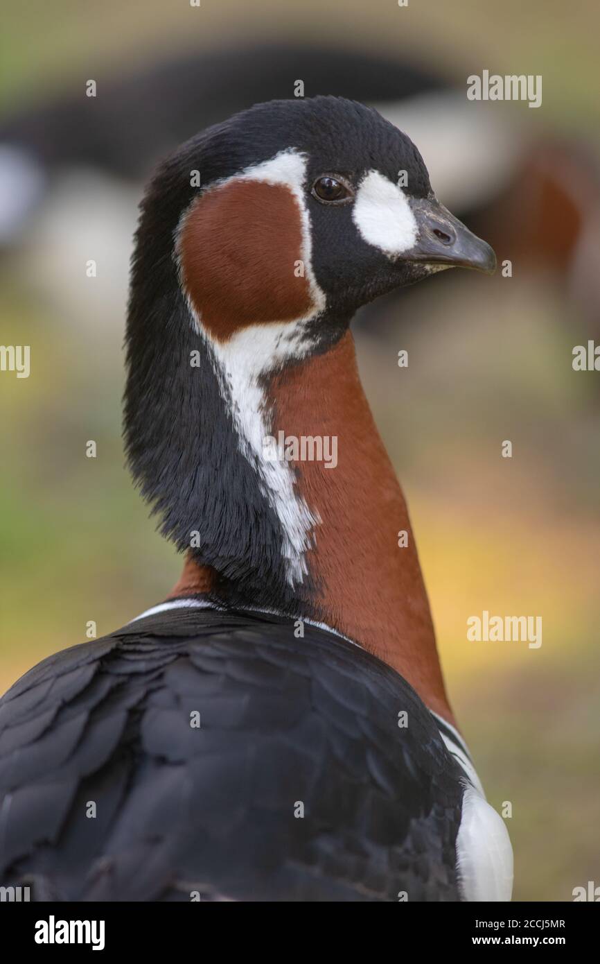 Red-breasted Goose (Branta ruficollis Stock Photo - Alamy