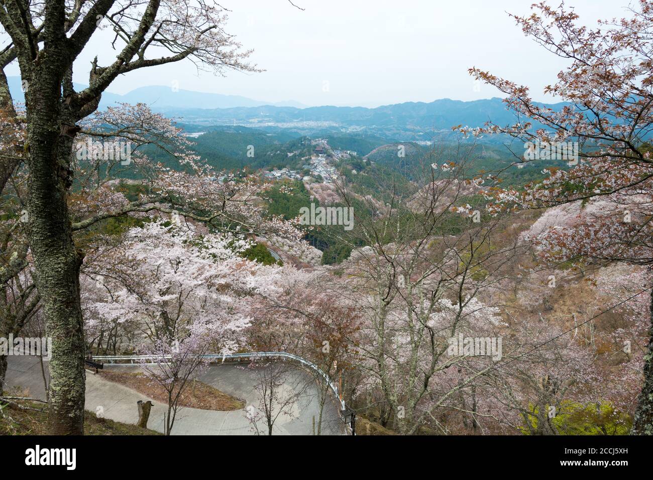 Nara, Japan - Cherry blossoms at Kamisenbon area in Mount Yoshino, Nara ...