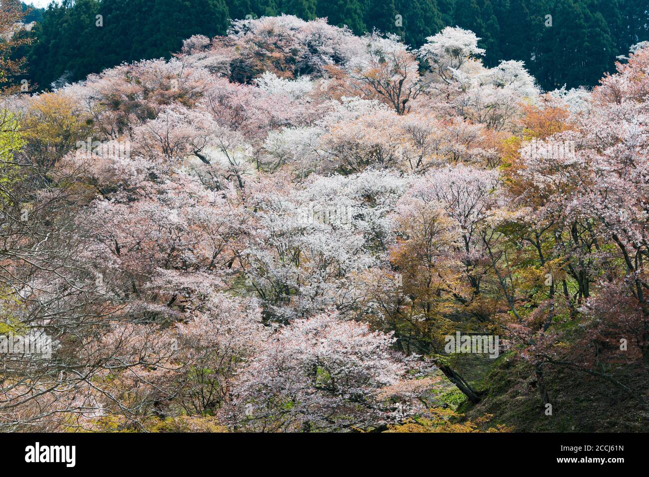 Nara, Japan - Cherry blossoms at Nakasenbon area in Mount Yoshino, Nara ...