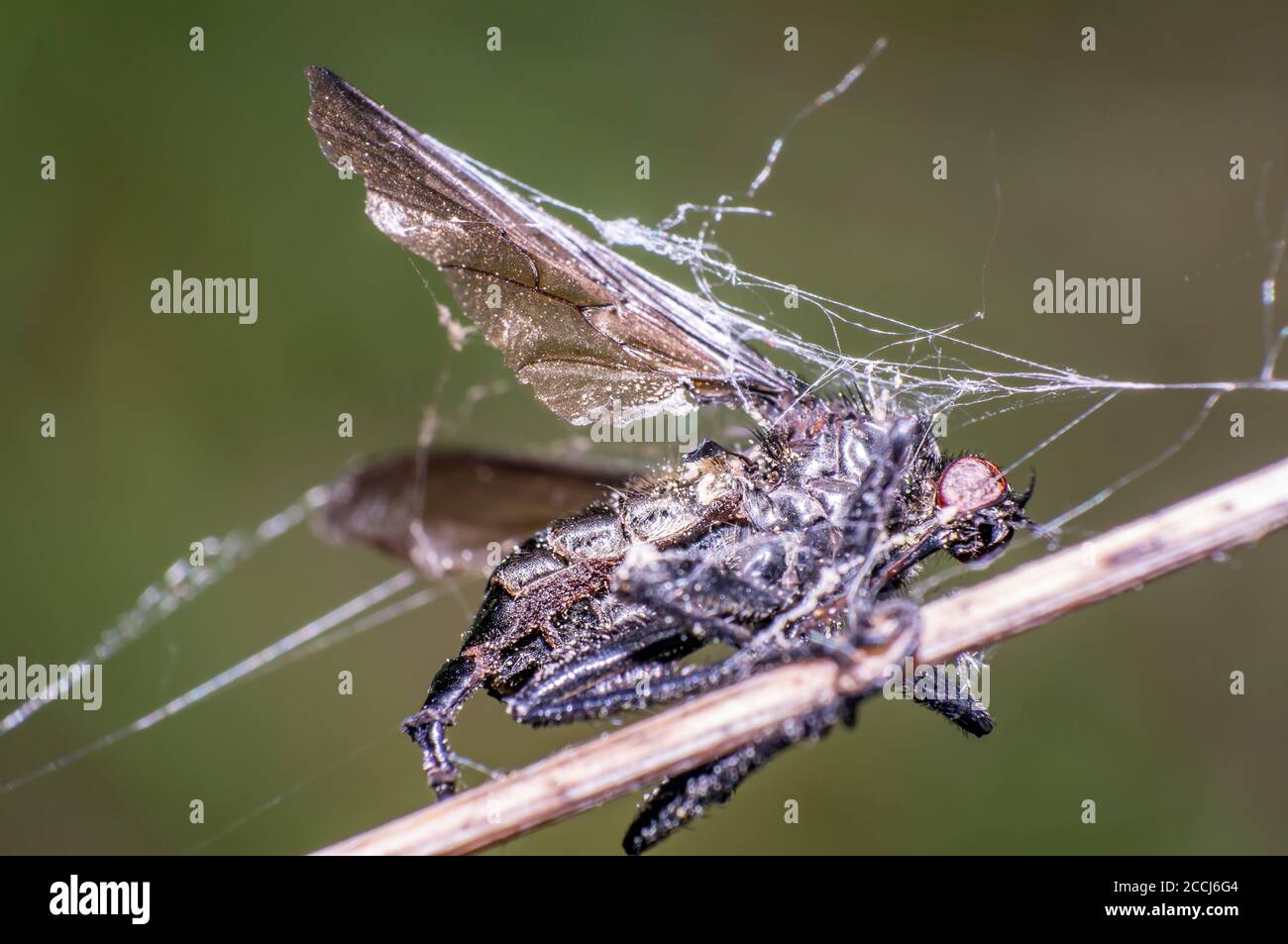 little fly at grass in the green nature season garden Stock Photo - Alamy
