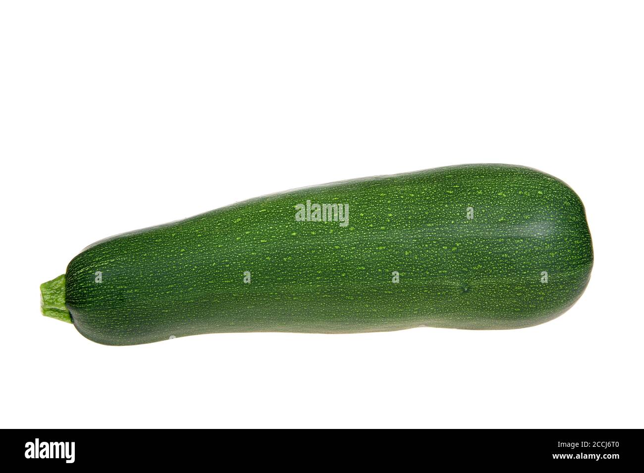 Very large home grown freshly picked zuchinni squash isolated on white ...