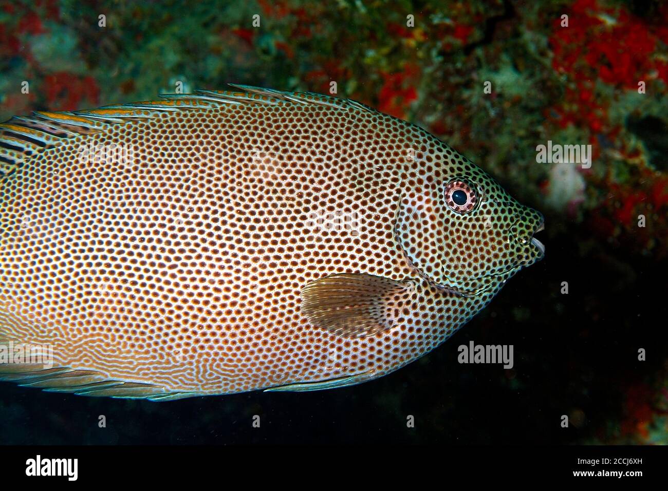 Siganus Siganidae High Resolution Stock Photography and Images - Alamy