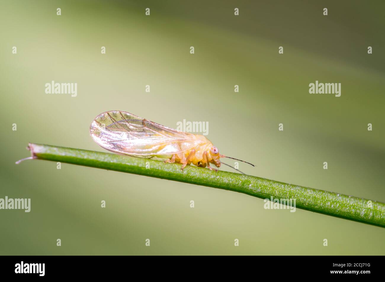 small cicada in the green nature season garden Stock Photo - Alamy