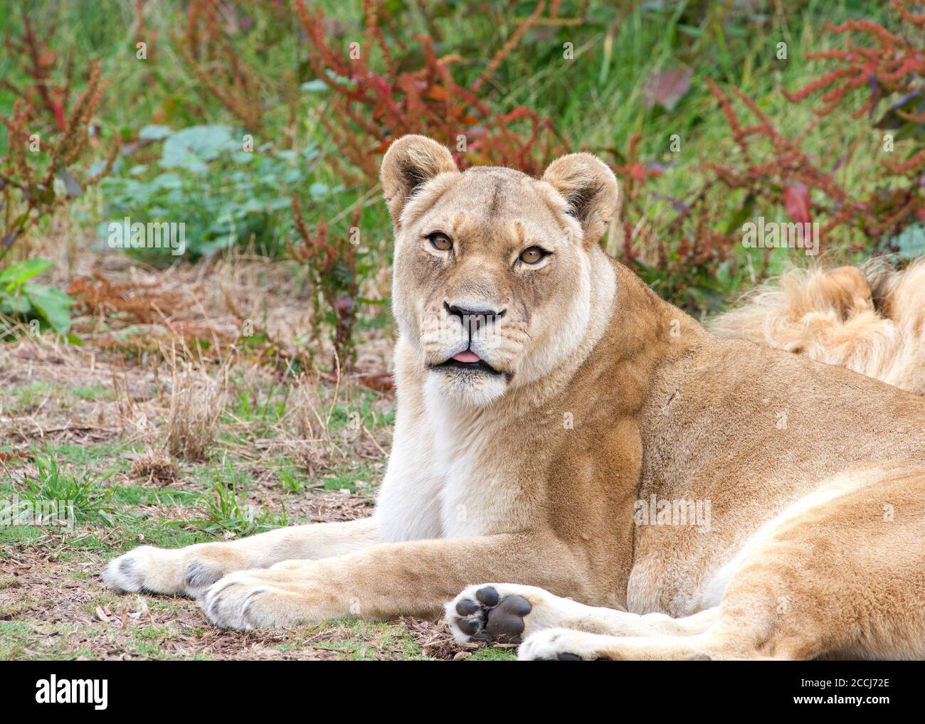 Sleeping Lioness Wallpaper 2