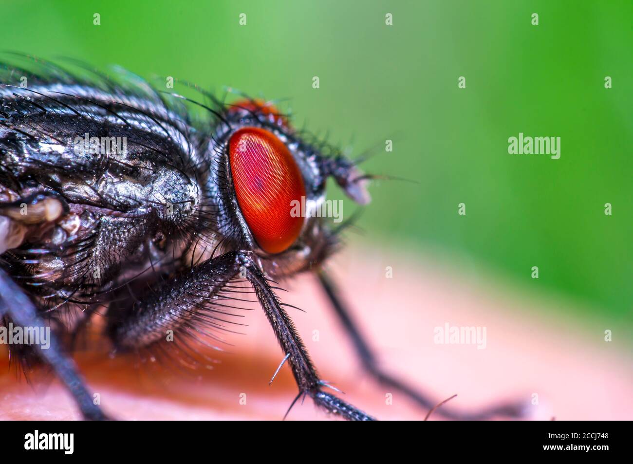 super macro meat fly at my skin Stock Photo - Alamy
