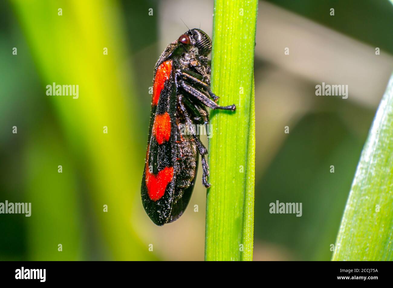Beetle in black studio hi-res stock photography and images - Alamy