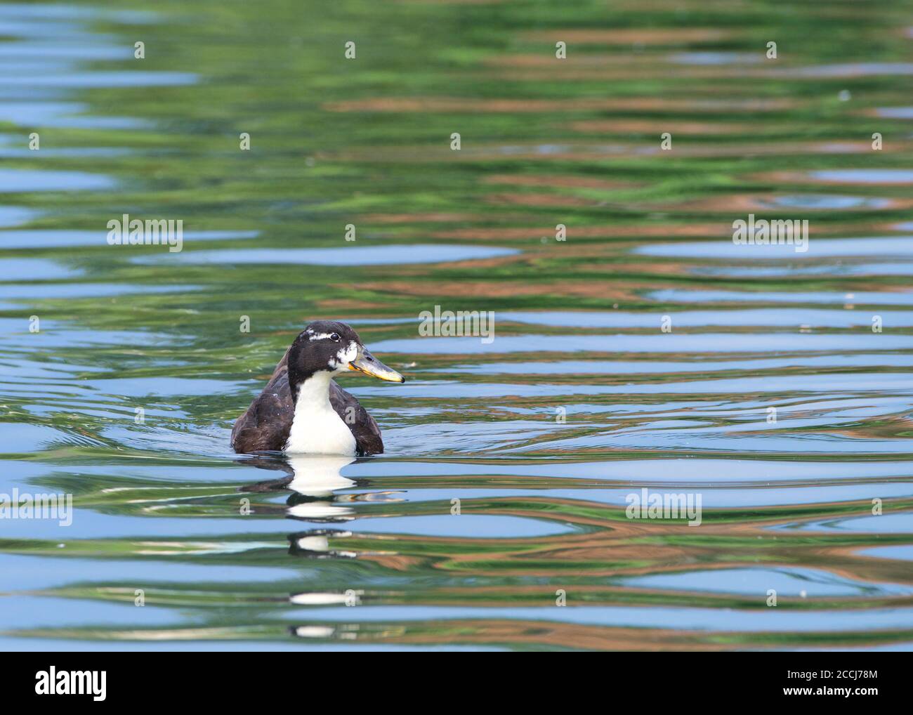 Hybrid ducks hi-res stock photography and images - Alamy