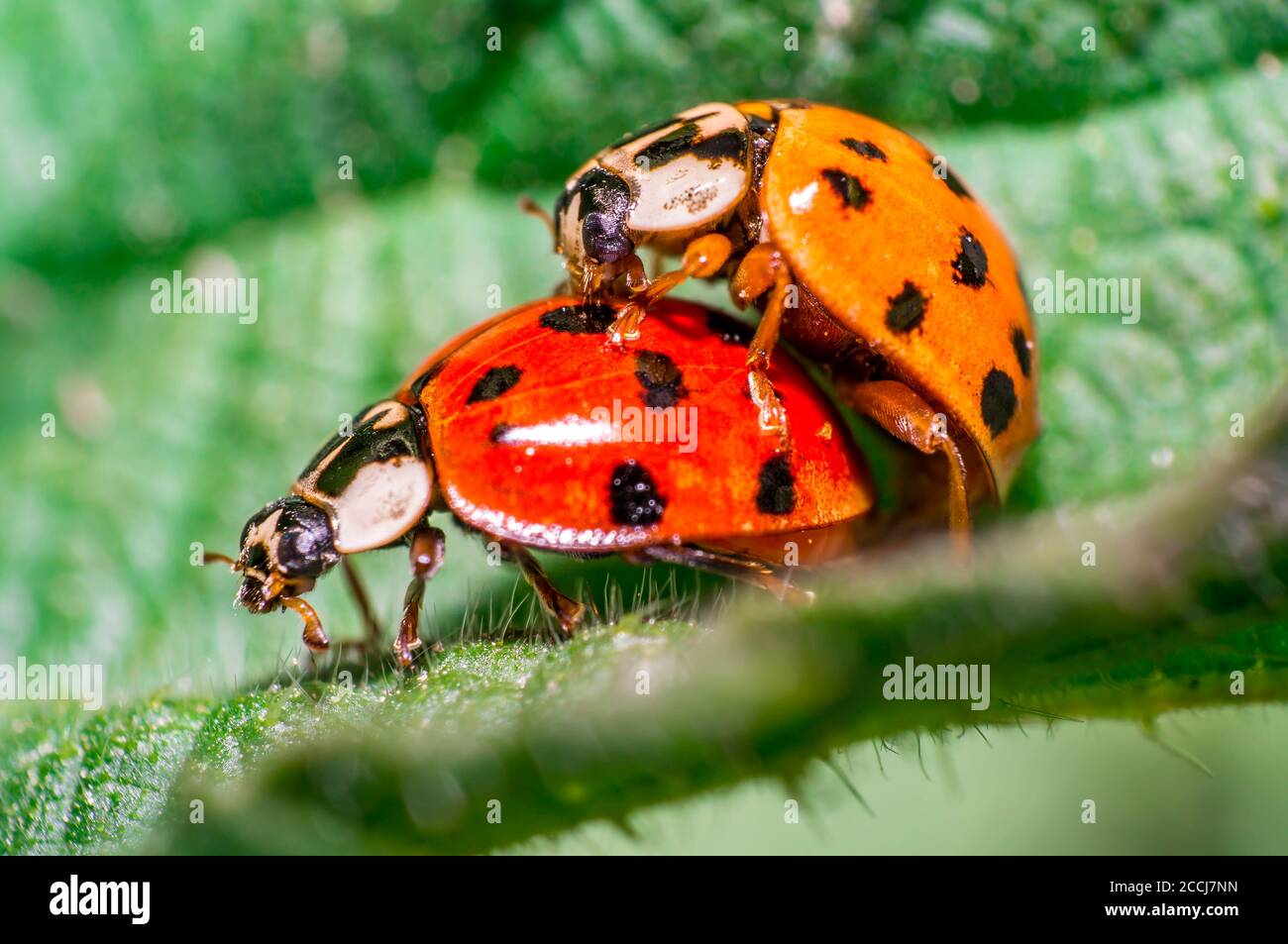 Mating ladybug hi-res stock photography and images - Alamy