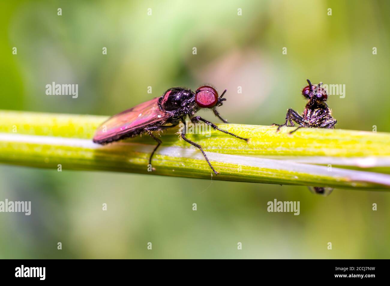small flys talking on green grass in fresh season nature Stock Photo ...