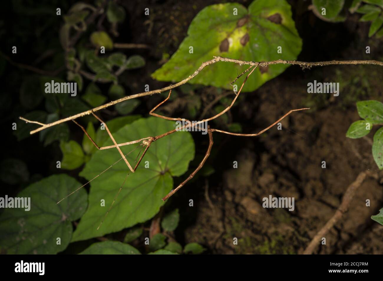 Phasmatidae hi-res stock photography and images - Alamy