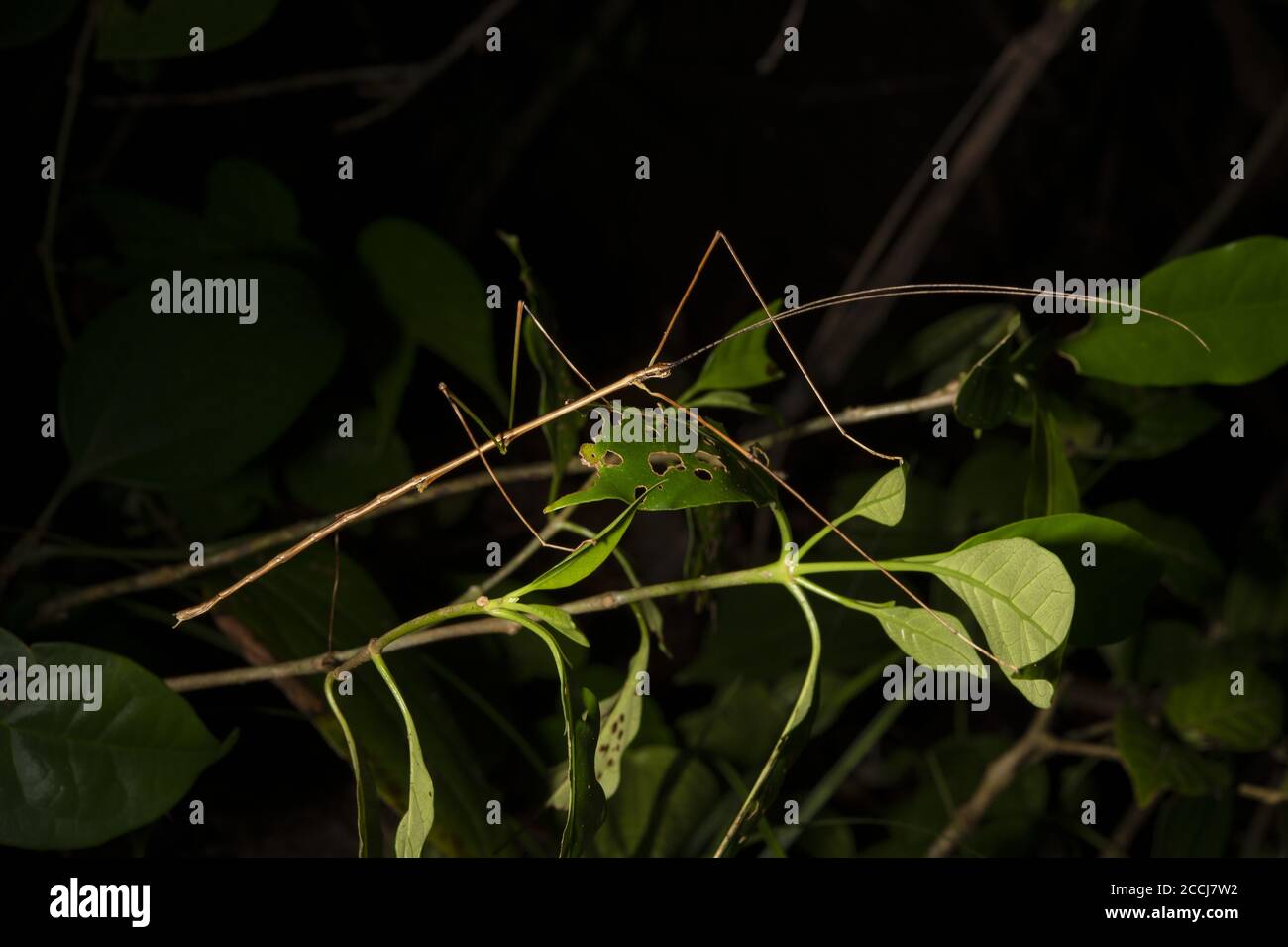 Monteverde costa rica insects hi-res stock photography and images - Alamy
