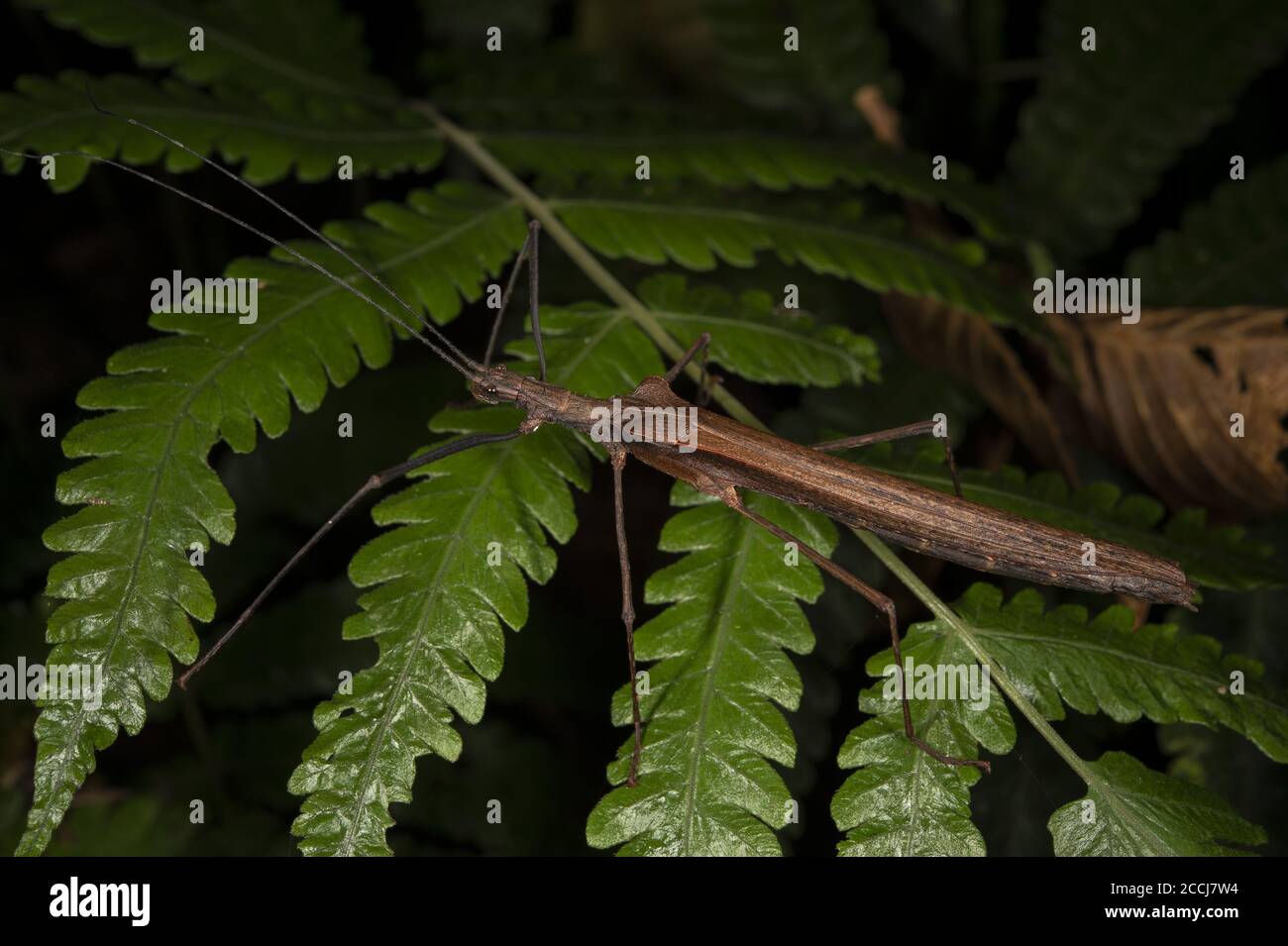 Stick Insect, Phasmatidae, Monteverde Cloud Forest Reserve, Costa Rica ...