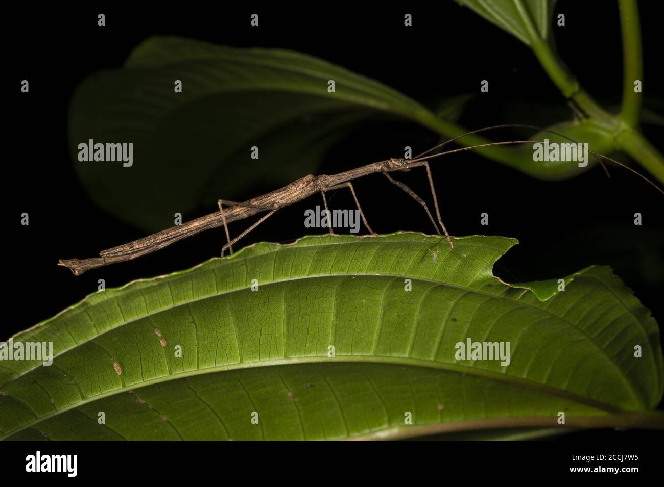 Stick Insect, Phasmatidae, Monteverde Cloud Forest Reserve, Costa Rica ...