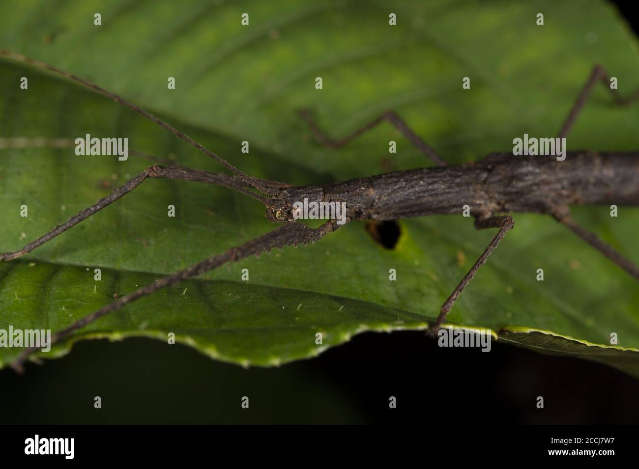Stick Insect, Phasmatidae, Monteverde Cloud Forest Reserve, Costa Rica ...