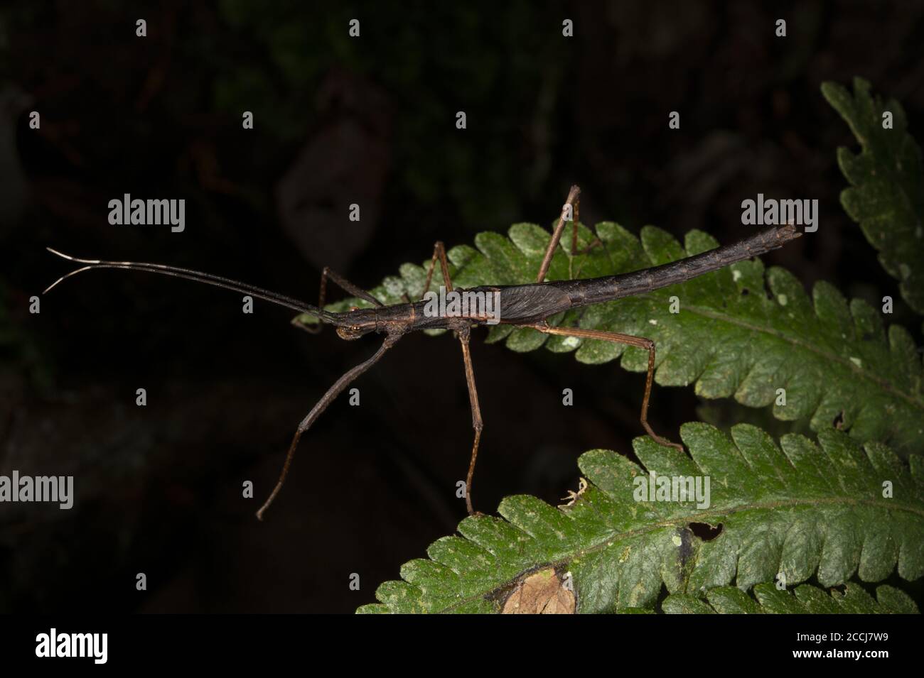 Stick Insect, Phasmatidae, Monteverde Cloud Forest Reserve, Costa Rica ...