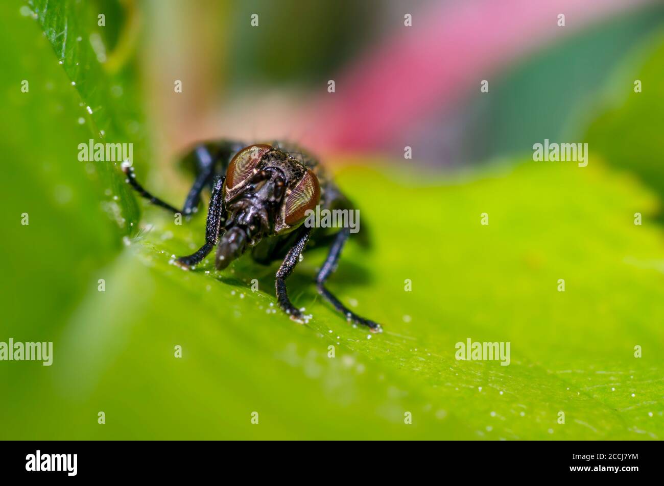 Small gas mask hi-res stock photography and images - Alamy