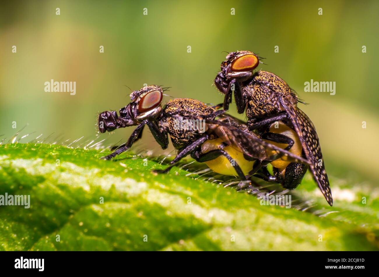 small gas mask fly in mating on green leaf in fresh season nature Stock ...