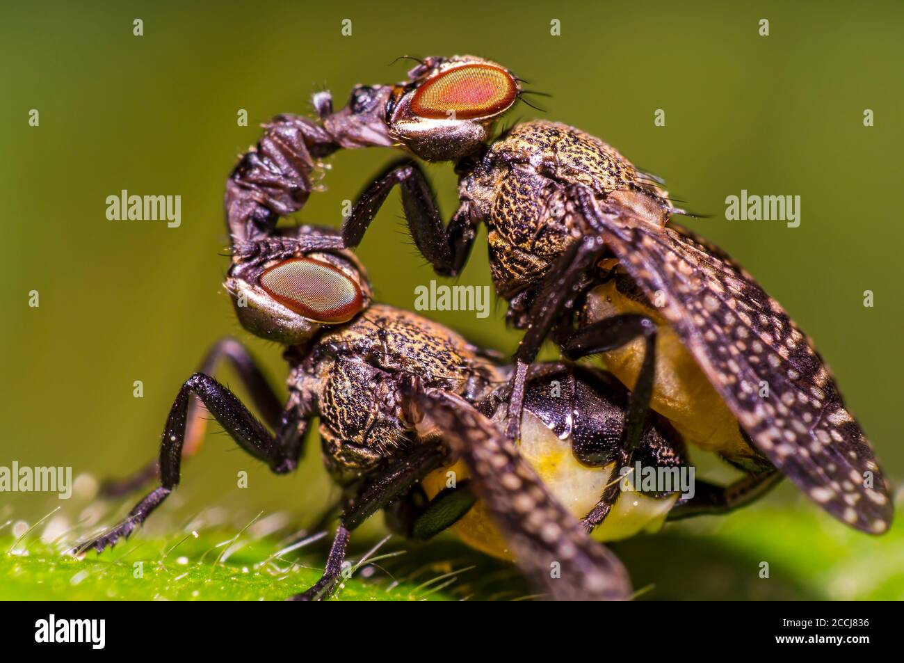 small gas mask fly kiss in mating on green leaf in fresh season nature ...