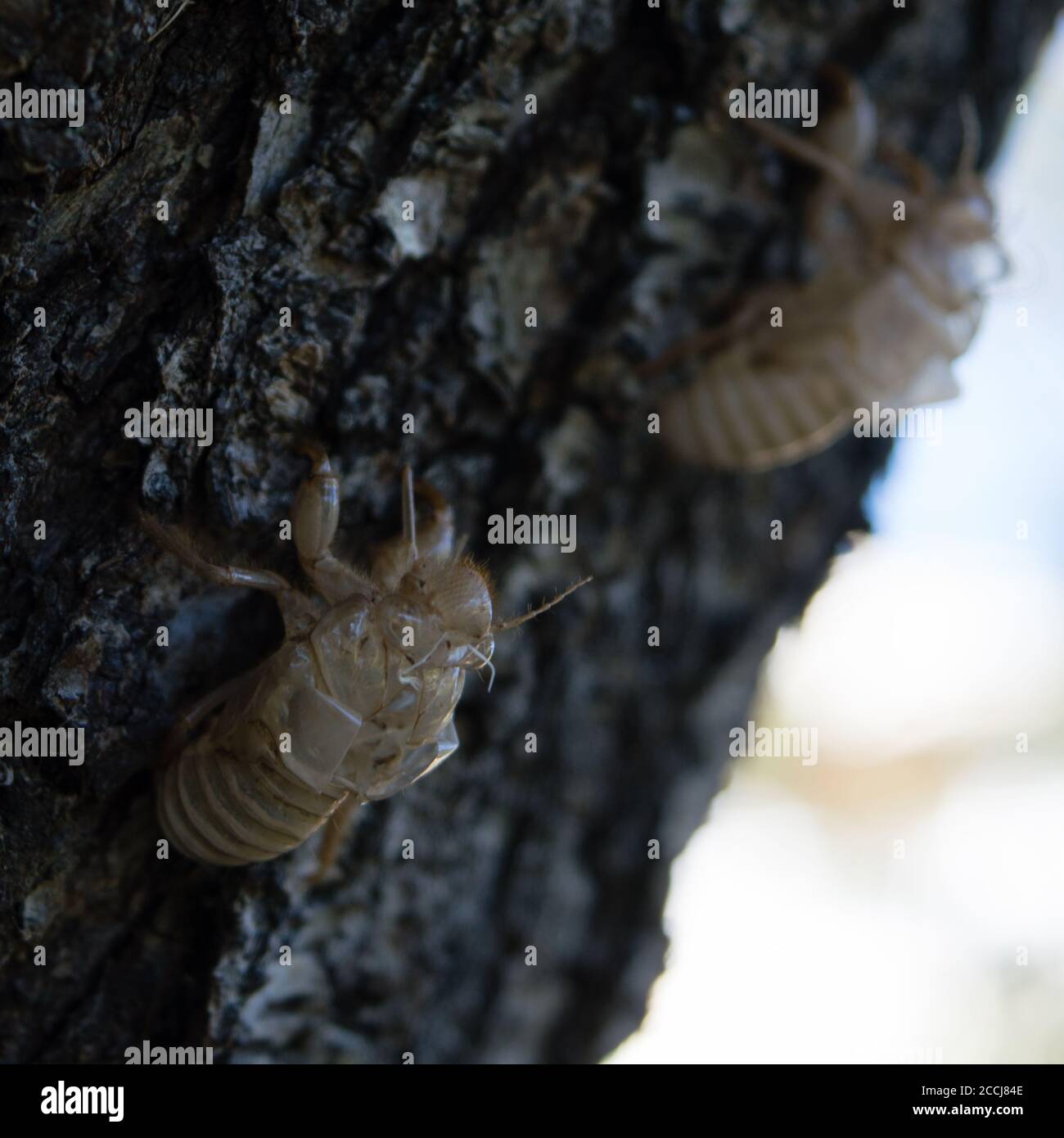 Cicada cast skin or exuviae after the adult cicada has left, from ...