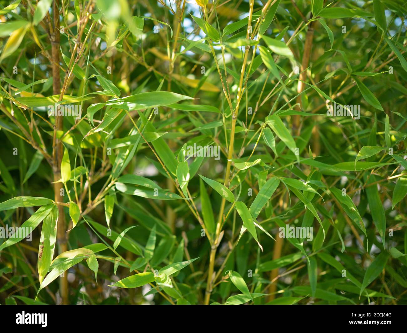 Green bamboo leaves at sunrise Stock Photo - Alamy