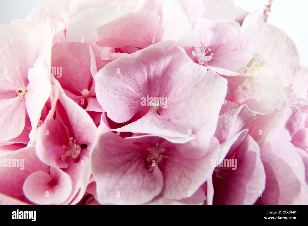 Soft pink Hydrangea (Hydrangea macrophylla) or Hortensia flower. Fading ...