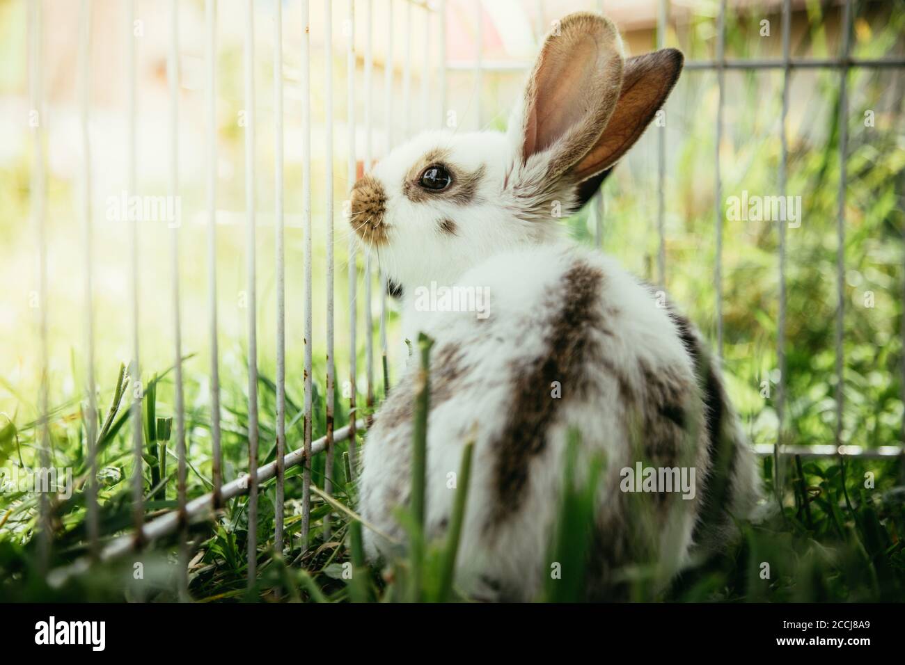 Little bunnies are sitting in an outdoor compound. Green grass, spring ...