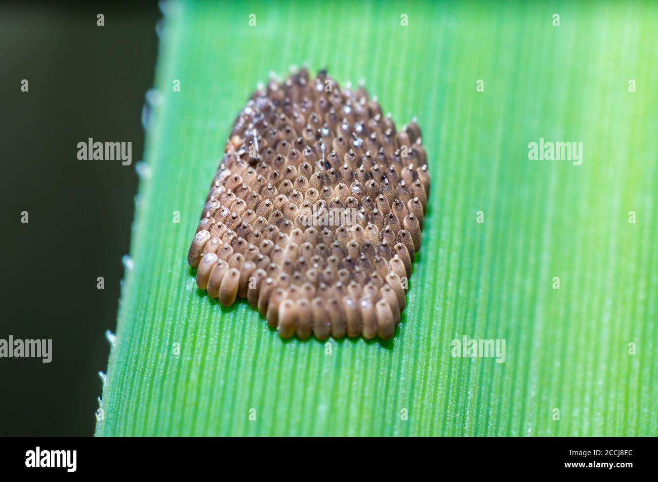 Insect eggs of a very small species of fly Stock Photo - Alamy