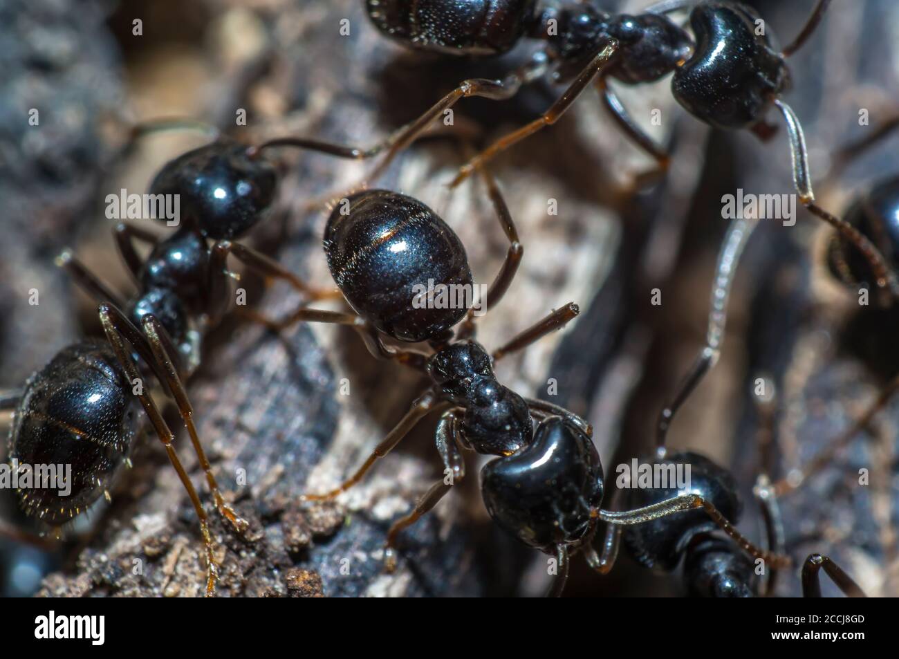 small black shiny ants on an old tree Stock Photo - Alamy