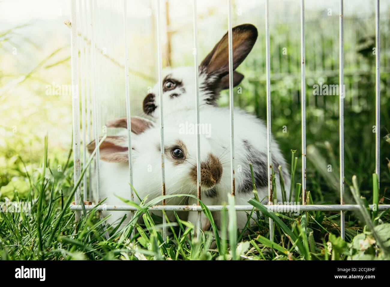 Little bunnies are sitting in an outdoor compound. Green grass, spring ...