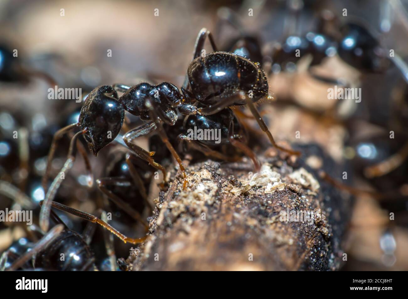 Black Ants Studio High Resolution Stock Photography and Images - Alamy